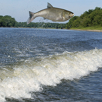 silver_carp | Wisconsin Sea Grant