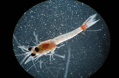 bloody_red_shrimp | Wisconsin Sea Grant