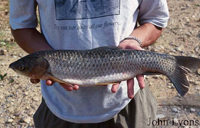 Grass carp | Wisconsin Sea Grant