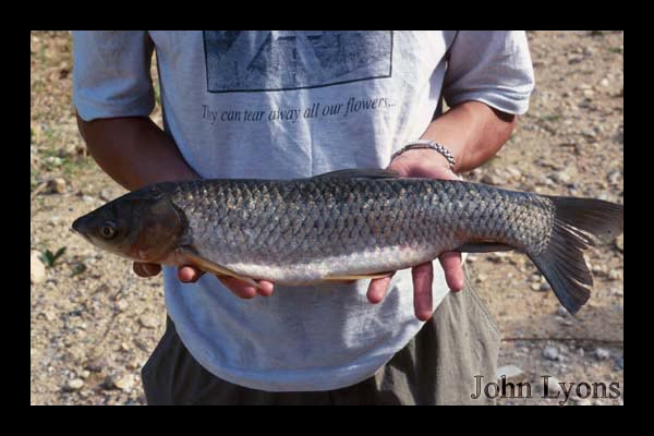 Grass carp | Wisconsin Sea Grant
