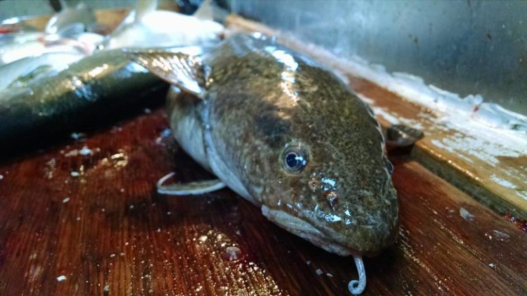 Lota facts about the Lota lota, a counter-Shark-Week tale | Wisconsin ...