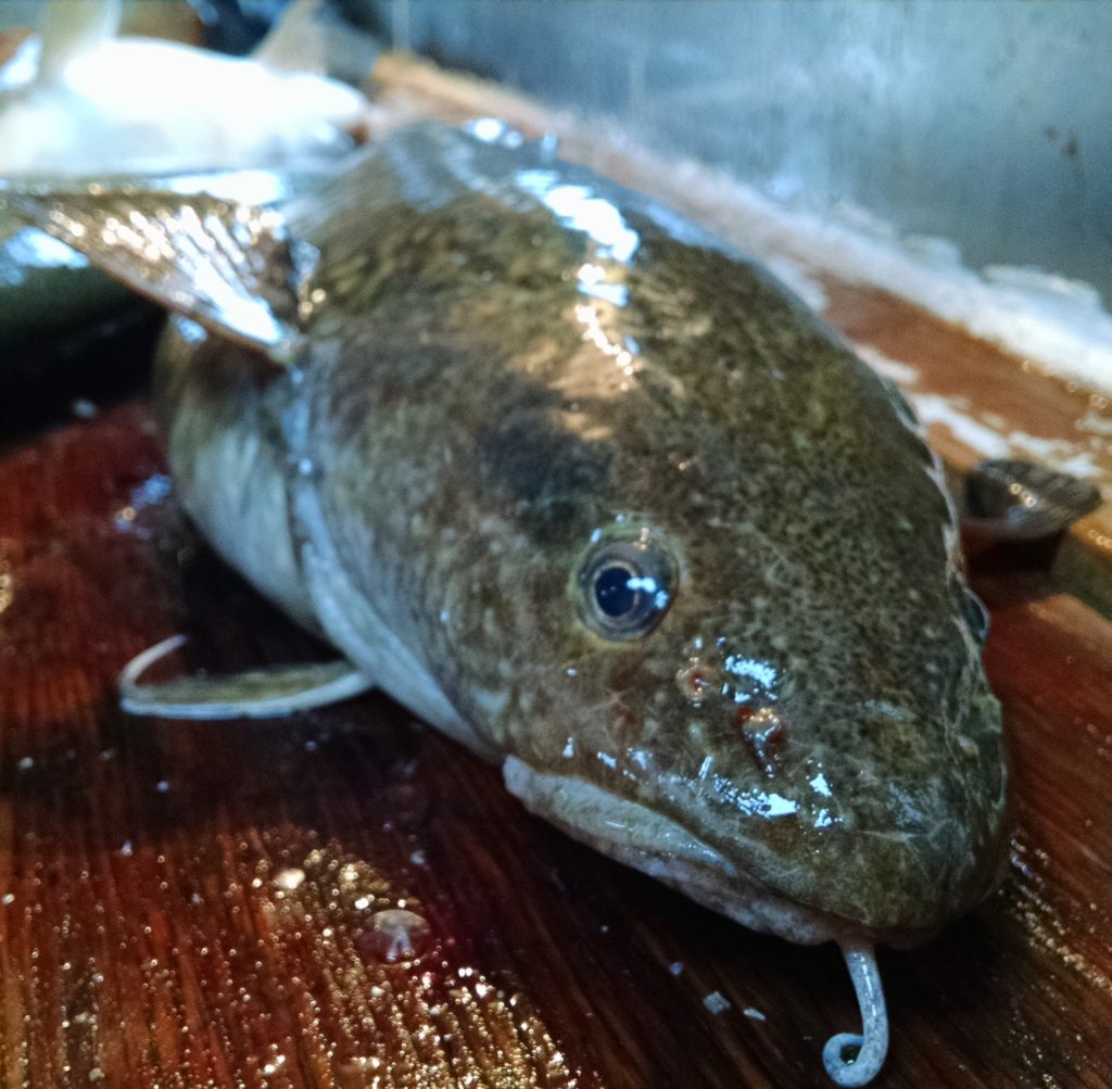 Explore the Burbot | Wisconsin Sea Grant