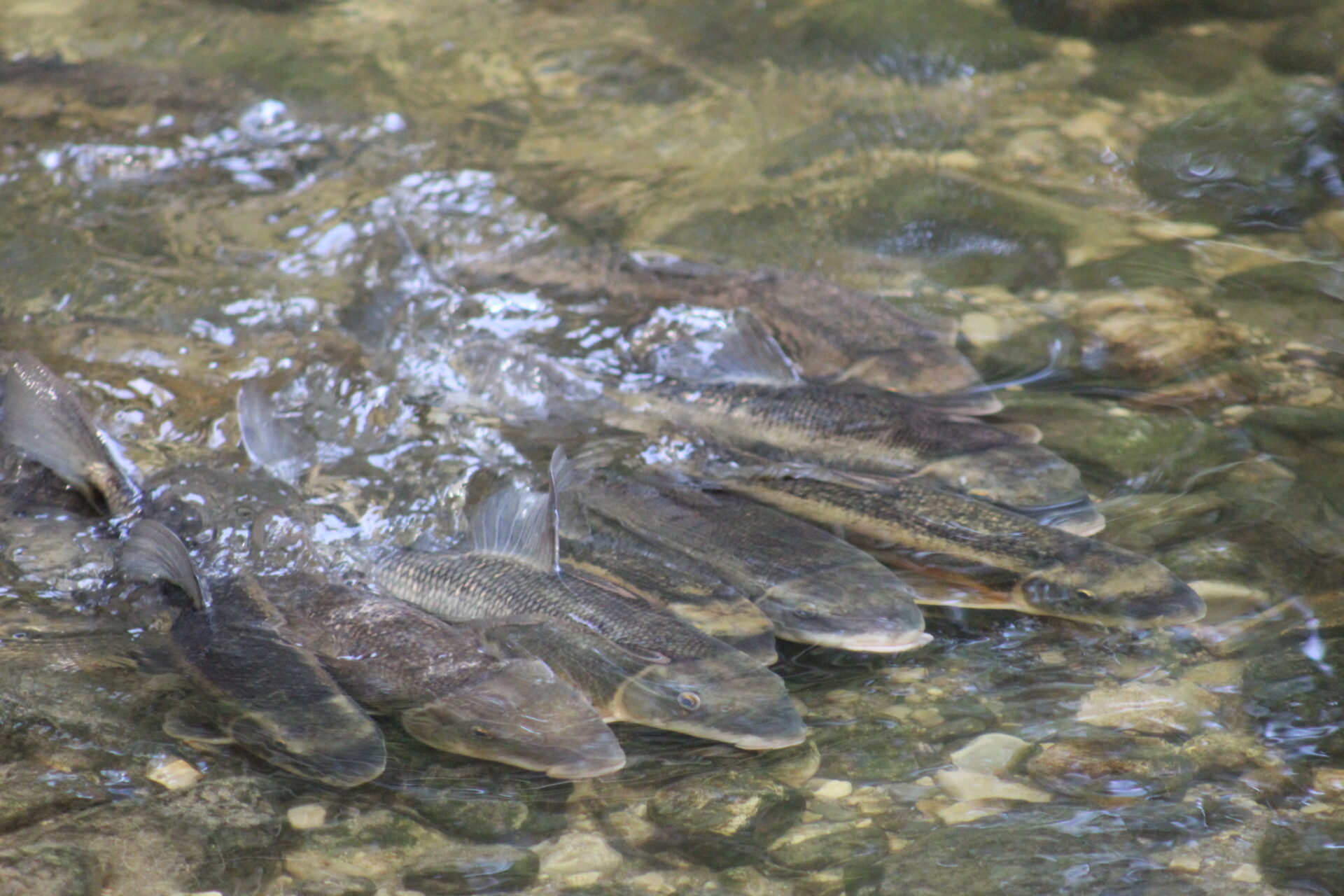 Quiet time with the fish. Spring is the time for fish watching ...