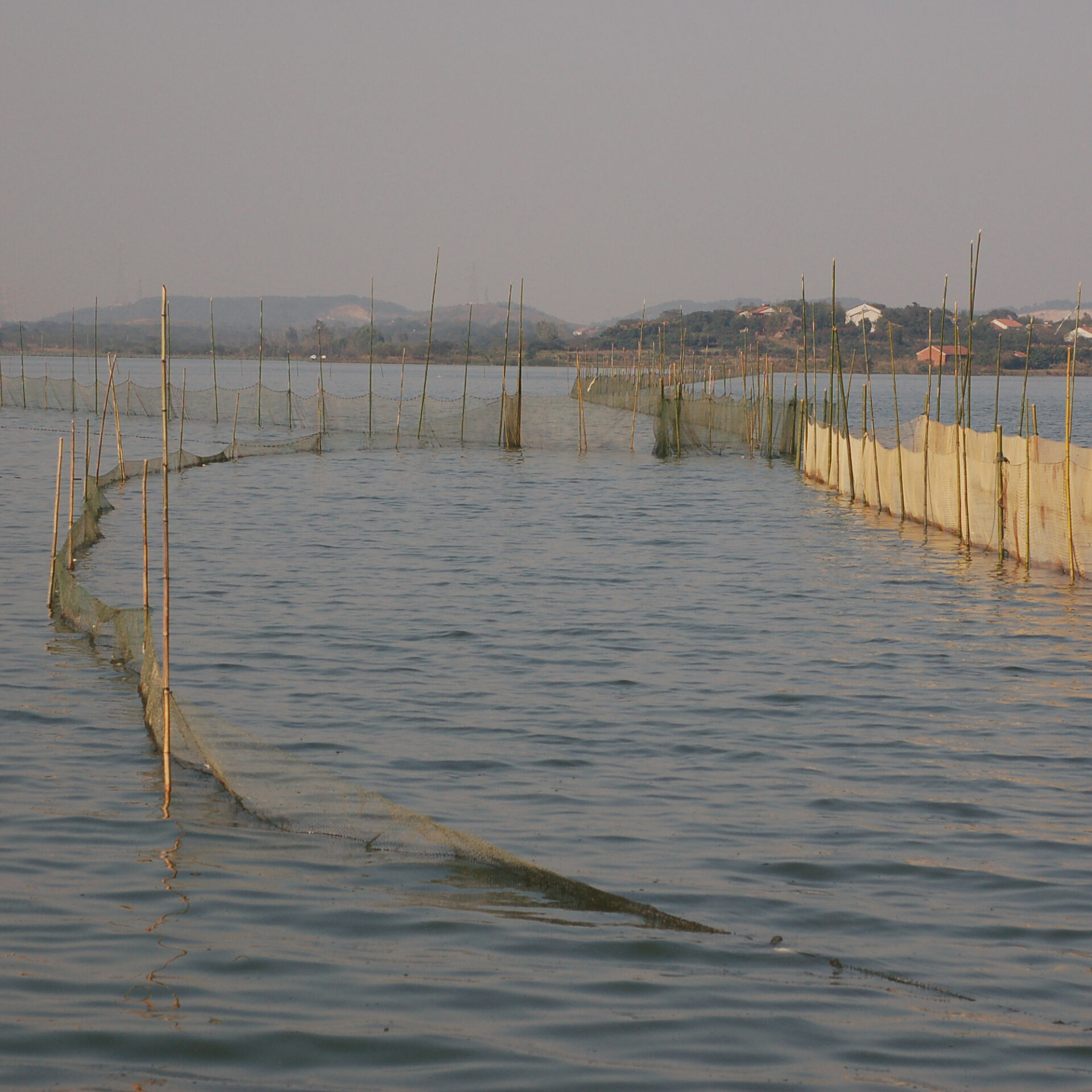 From revered to reviled (Invasive Carp part 2) | Wisconsin Sea Grant