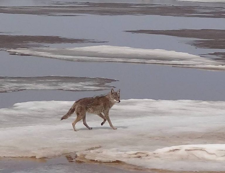 Coyote | Wisconsin Sea Grant