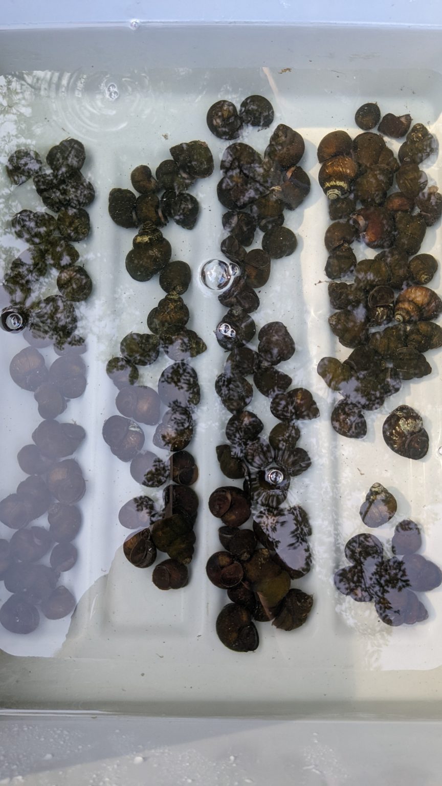 Eating snails, for science | Wisconsin Sea Grant