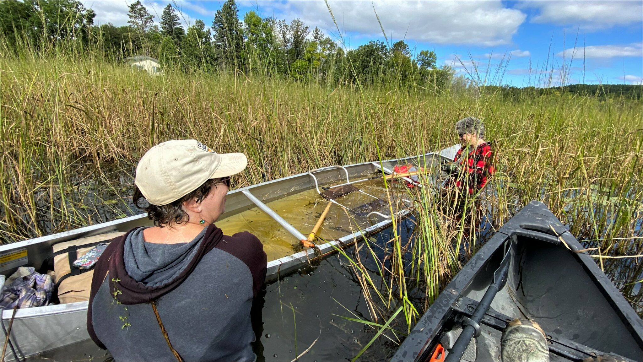 Wild ricing in the St. Louis River Estuary: An immersive experience ...