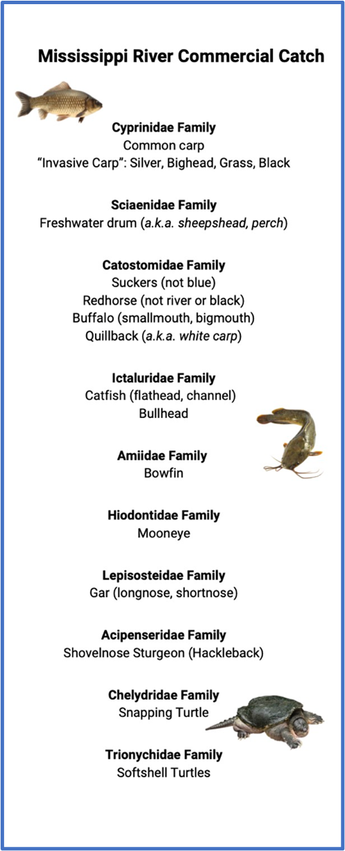 Carp, Cats, Perch and Pearls: Wisconsin’s Unsung Commercial Fishery ...