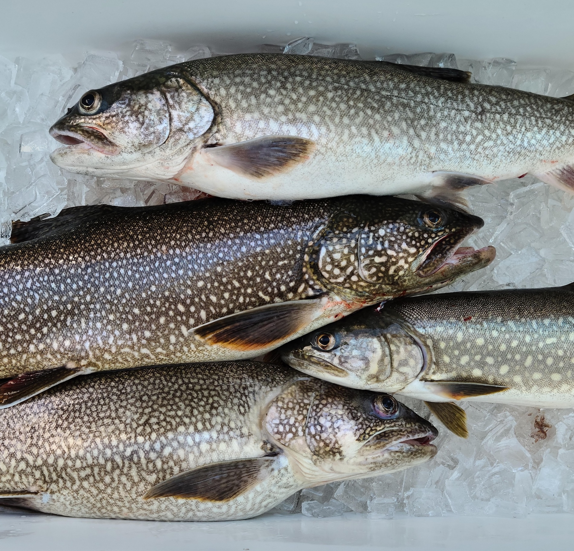 Major fishery management milestone: Lake trout population is fully restored in Lake Superior ...